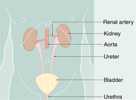 Urinary System Flashcards Quizlet