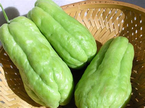Cómo sembrar chayote y su cultivo