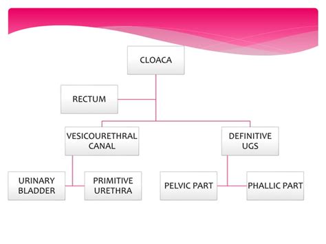 Development Of External And Internal Genitalia By Drpreksha Ppt