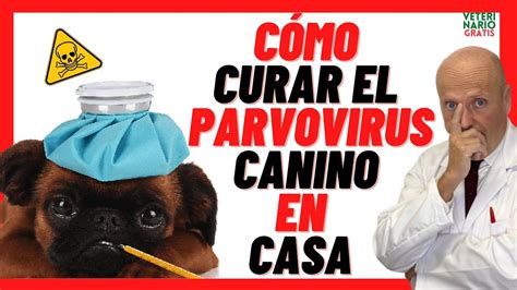 Como CURAR A Un PERRO De PARVOVIRUS CANINO En Casa TRATAMIENTO CON