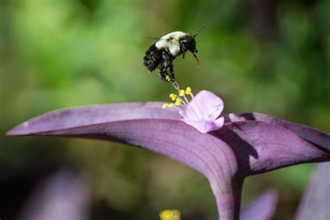Humla Blomma Insekt Gratis foto på Pixabay Pixabay