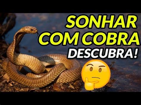 SONHAR COBRAS Que Significa DESCUBRA AGORA INTERPRETAÇÃO DE