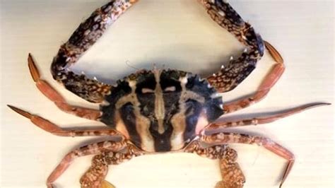 Dopo Il Granchio Blu Arriva Il Granchio Crocifisso La Nuova Specie