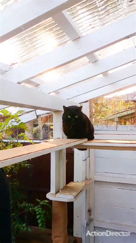 ｵﾌﾄｩﾝ系男子ごっち on Twitter RT garaku1972 ぽてぽて動画 黒猫 ラムキン