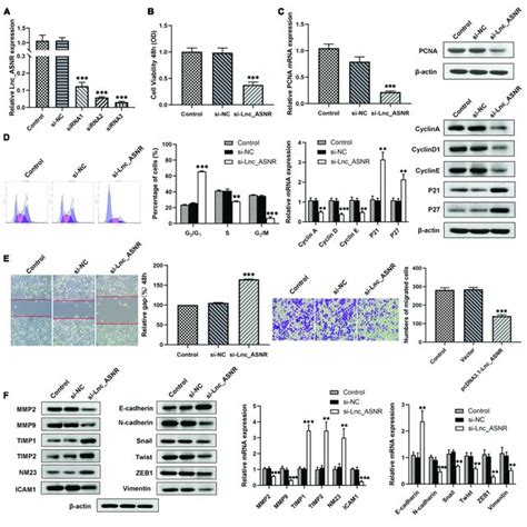 Lnc ASNR Overexpression Promotes GC Cell Proliferation Migration