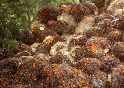 Kabar Gembira Awal Tahun Harga Tandan Buah Sawit Naik Mediaetam