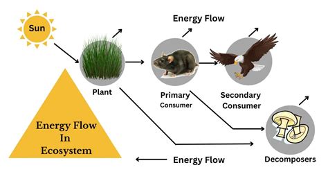 Energy Flow In Ecosystem Worksheet