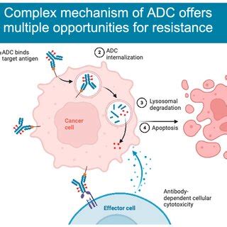 Structure Of Sacituzumab Govitecan Figure Created On BioRender