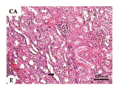 Histology Of Renal Tissue Normal Histological Characteristics Of