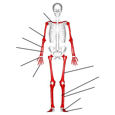 Long Bones Of The Upper Body Diagram Quizlet