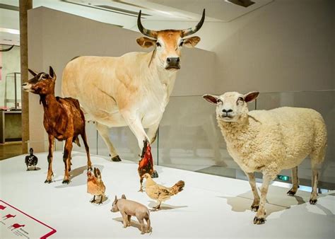 EN IMAGES Quand les animaux sinvitent au musée Carré Plantagenêt au
