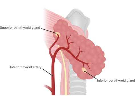 Explosivos M Sico Panorama Anatomia De La Glandula Paratiroides Cocina