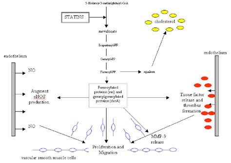 3 The Influence Of Statins And The Mevalonate Pathway On Intimal
