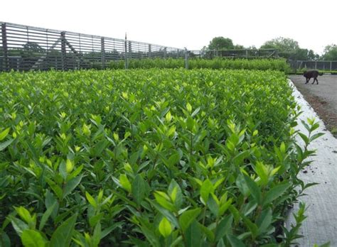 Buy Ligustrum Ovalifolium Hedging Common Privet Hedge Green Privet