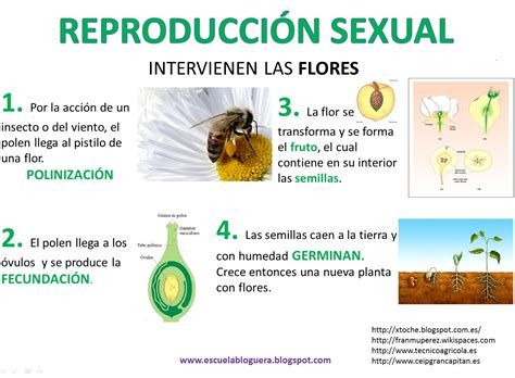 Escuela bloguera Reproducción de las plantas