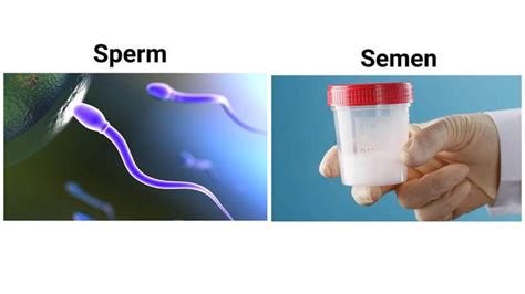 Difference In Between Sperm And Semen Neutron Classes