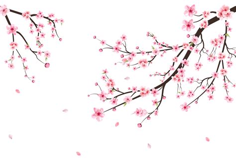 Sakura On Transparent Background Watercolor Cherry Bud Png Cherry