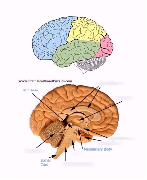 AP Psychology Biology Unit BRAIN Diagram Quizlet