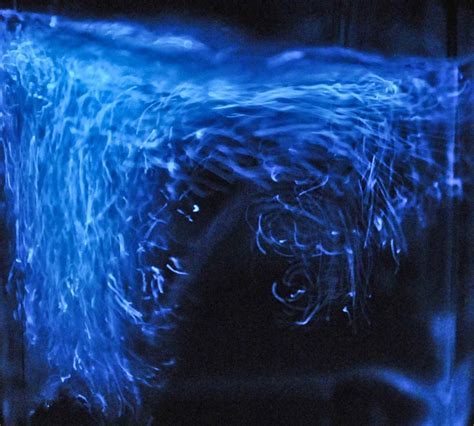 What Bacteria Glows Under Black Light Shelly Lighting