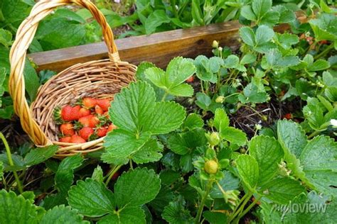 Cosecha de fresas cultivo de las fresas en el huerto ecológico wall