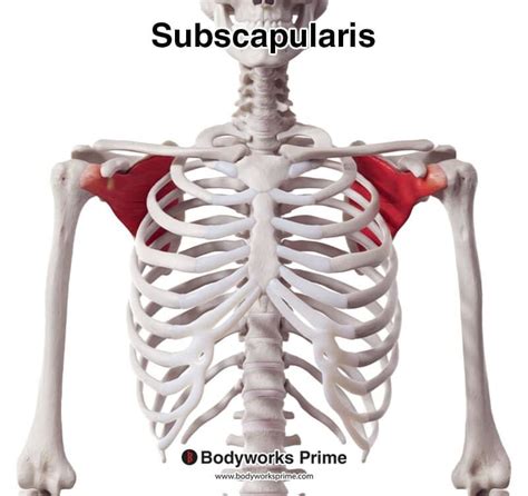 Muscle Anatomy Bodyworks Prime