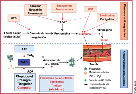 Gu A Esc Sobre El Diagn Stico Y Tratamiento Del S Ndrome Coronario