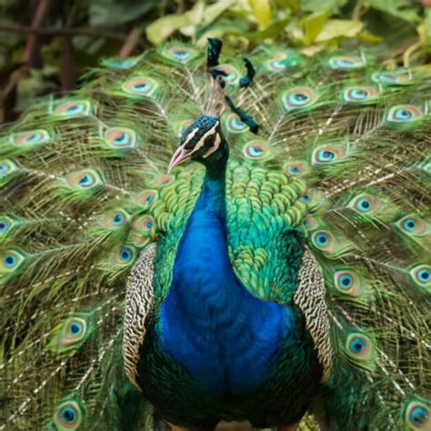 Premium Photo Peacock Displaying Its Colorful Feathers