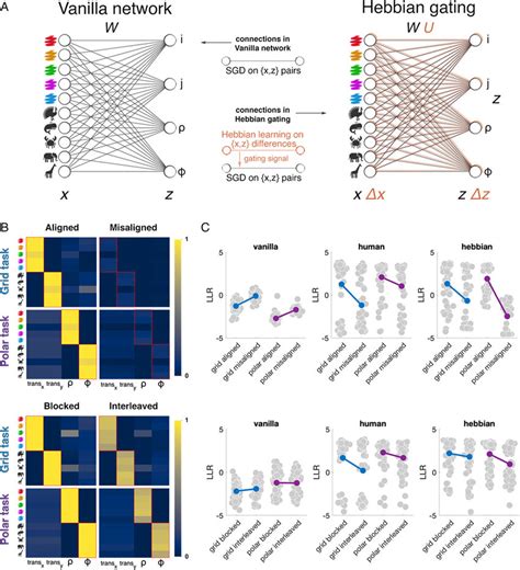 hebbian gating model a illustration of the vanilla neural network download scientific
