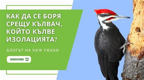 Как да се боря срещу кълвач който кълве изолацията YouTube