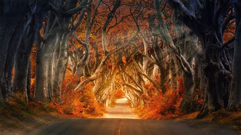 K Ultra High Resolution Forest Wallpapers Top Free K Ultra High