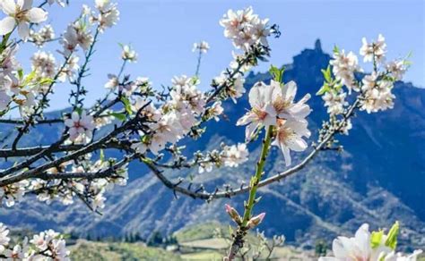 Las Fiestas del Almendro en Flor de Tejeda Interés Turístico Nacional
