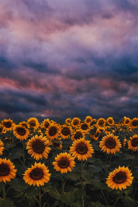 Aesthetic Sunflower Vintage Landscape Flower Field Lonely