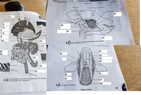 Pig Digestive System Diagram Quizlet