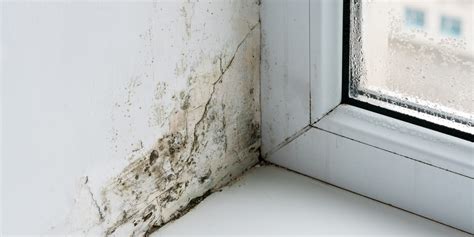 Comment Reconnaitre La Moisissure Decontaminapro