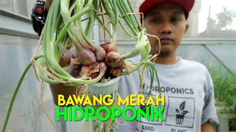 Cara Menanam Bawang Merah Hidroponik Hidroponikpedia