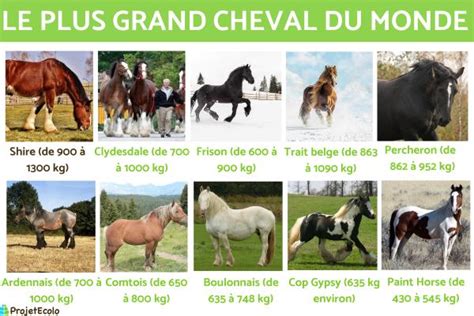 LE PLUS GRAND CHEVAL DU MONDE TOP 10 Des PLUS GRANDES RACES DE CHEVAL