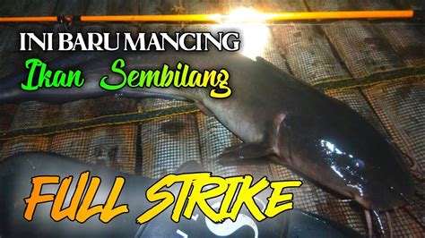 FULL STRIKE Mancing Ikan Sembilang Lele Laut Dengan Umpan Jitu Udang