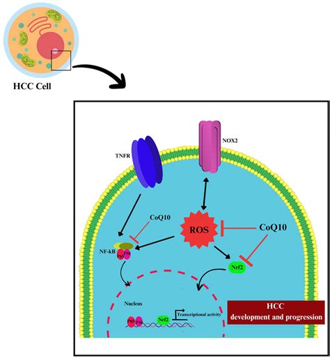 The illustration shows TNFR and NOX2 roles in the activation of NF κB