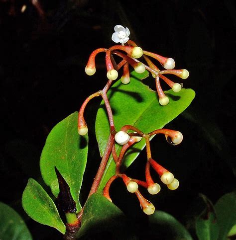 Discocalyx Primulaceae Image 45825 At PhytoImages Siu Edu