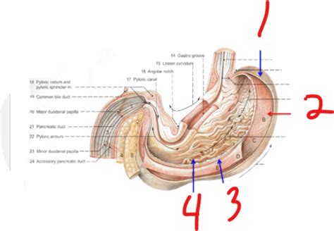 Stomach And Intestines Flashcards Quizlet