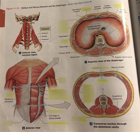Oblique And Rectus Muscles And The Diaphragm Diagram Quizlet