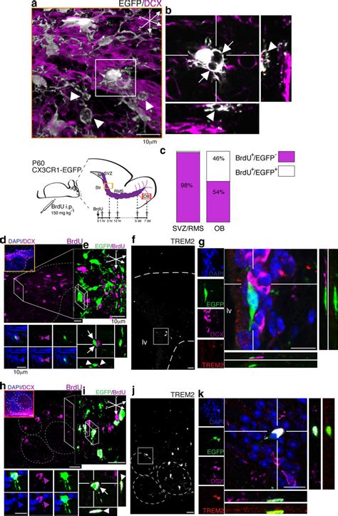 CX3CR1 EGFP Cells Are Widely Distributed And Intermingle With