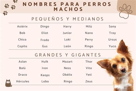 50 NOMBRES PARA PERROS MACHO