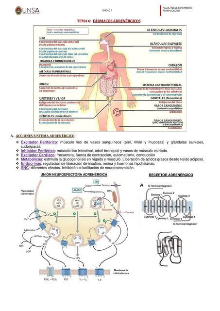 Fármacos Adrenérgicos study enf uDocz