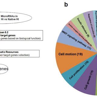 A Scheme Diagram Of Bioinformatic Analysis Workflow Using Targetscan