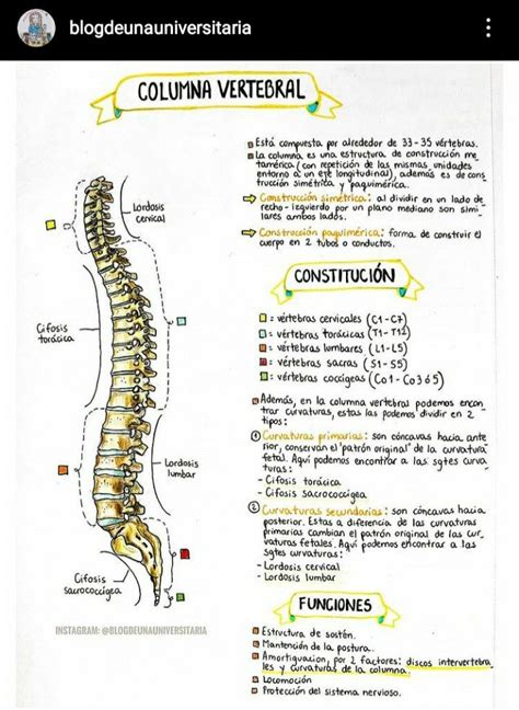 Columna Vertebral Blogdeunauniversitaria Anatomia Del Hueso