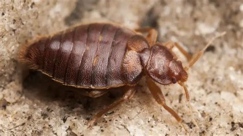 Comment Trouver Le Nid Des Punaises De Lit 8 Endroits