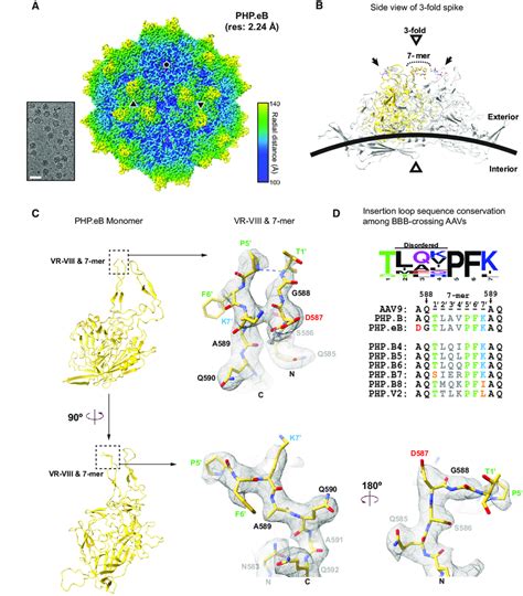 High Resolution Cryo EM Structure Of AAV PHP EB A Representative