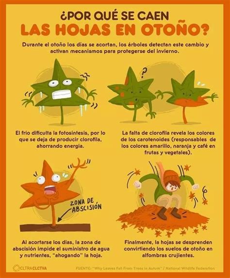 El blog de la maestra Silvia Tercer Ciclo PoR Qué Se CaeN LaS HoJaS