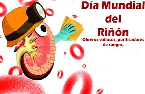 Día mundial del Riñón 2024 Por qué es importante mantener los riñones